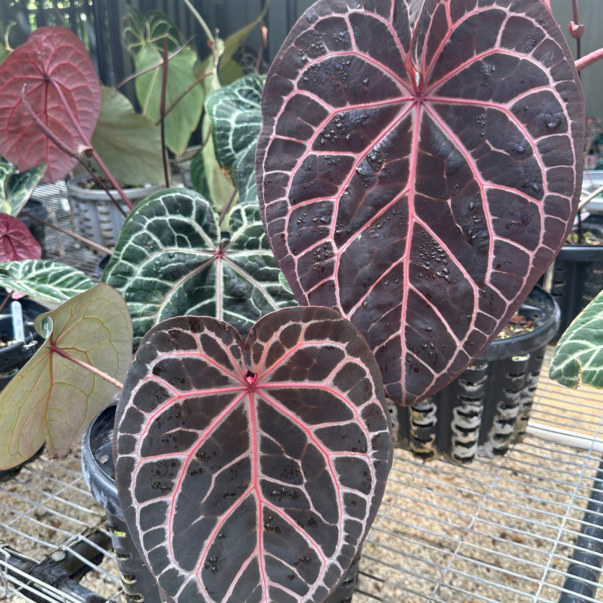 Anthurium Red Velvet Cake '24' x Home, Sweet Home '32' by DocBlock® *G – Rare Plant Fairy