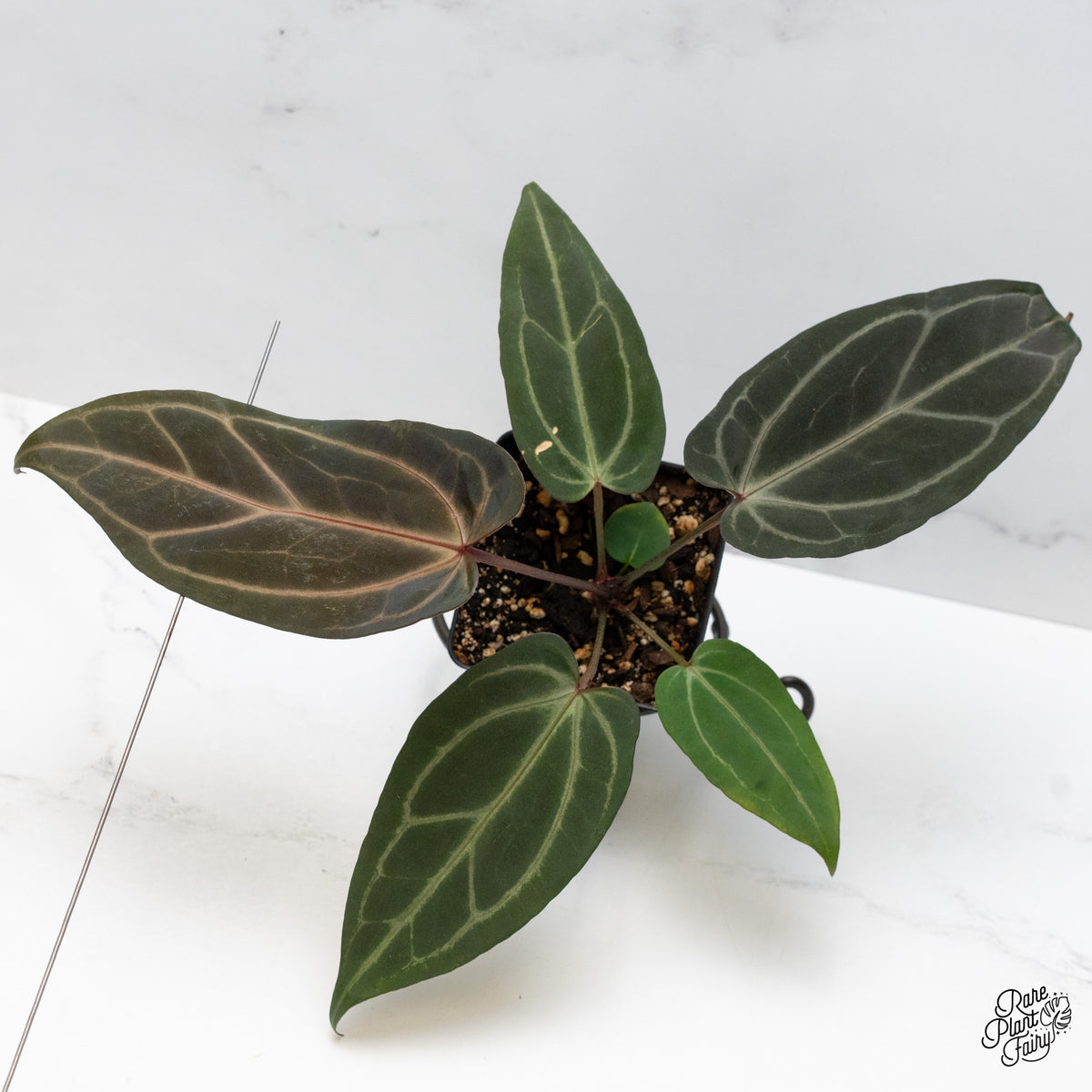 Anthurium Minerva '20' x Dark & Handsome '9' by DocBlock® (wk50-P) – Rare Plant Fairy