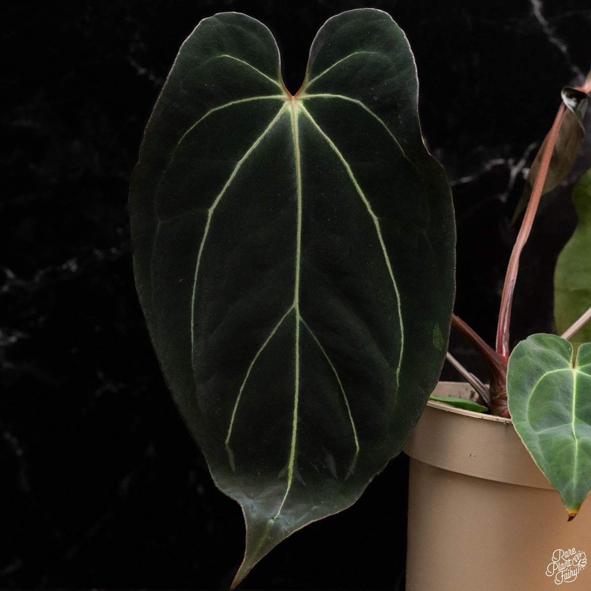 Anthurium Black Widow '43' x carlablackiae '80' by DocBlock® *Grower's – Rare Plant Fairy