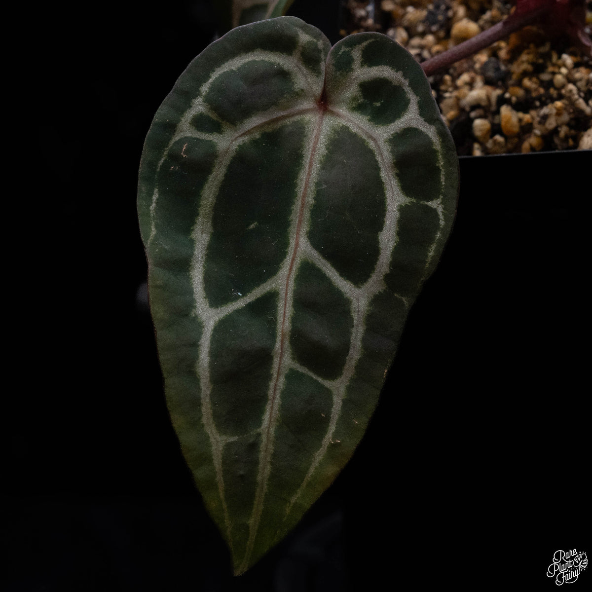 Anthurium Michelle '10' x Minerva '20' by DocBlock® (wk7-L) *dark and – Rare Plant Fairy