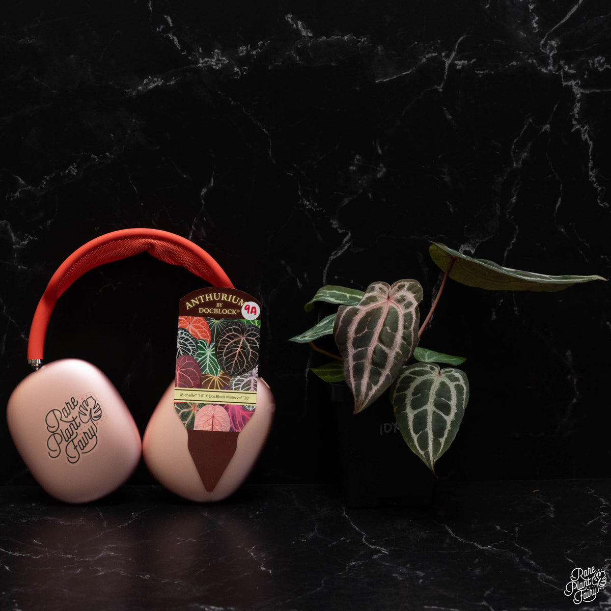 Anthurium Michelle '10' x Minerva '20' by DocBlock® (wk9-A) *vibrant e – Rare Plant Fairy