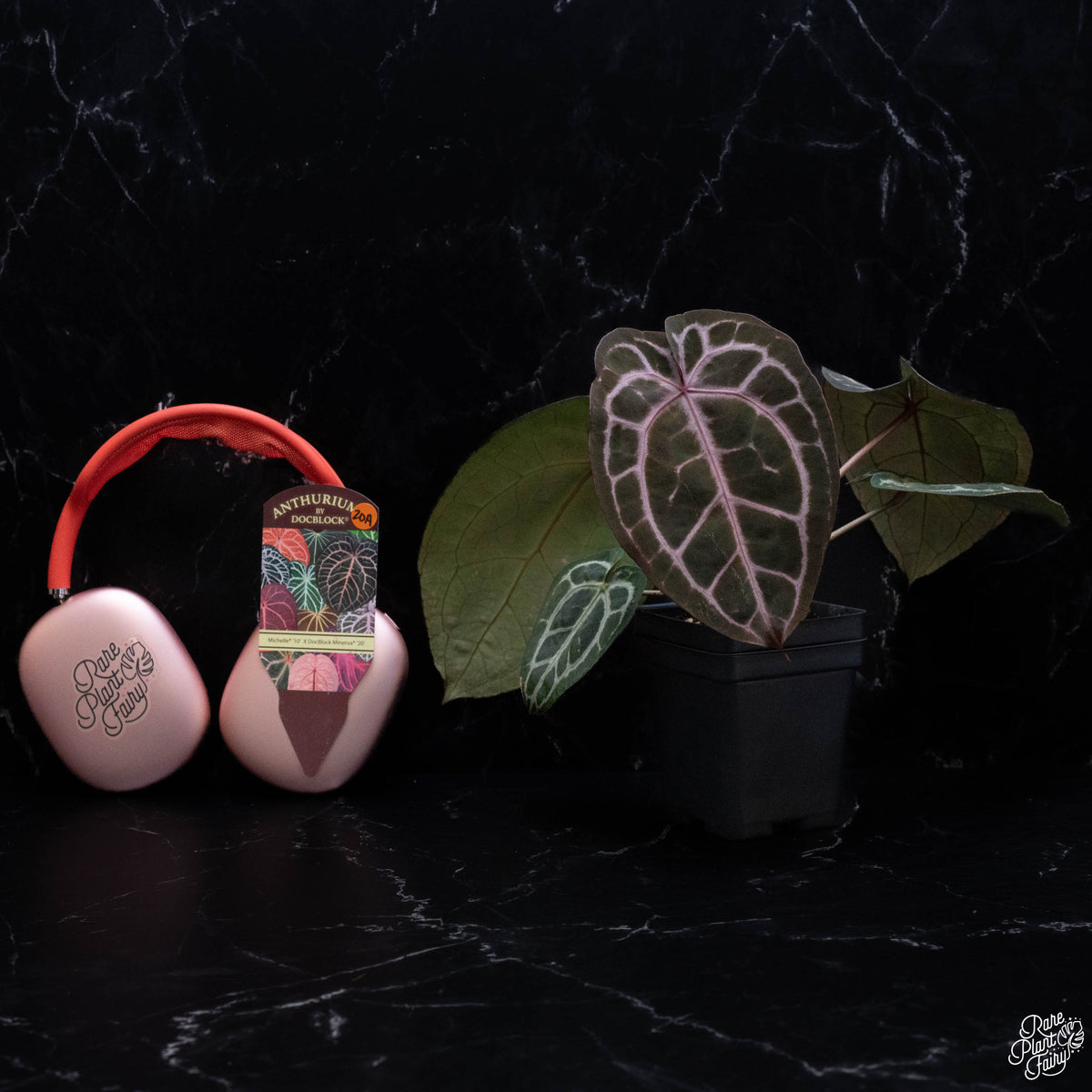 Anthurium Michelle '10' x Minerva '20' by DocBlock® *Pink Vein Emergen – Rare Plant Fairy
