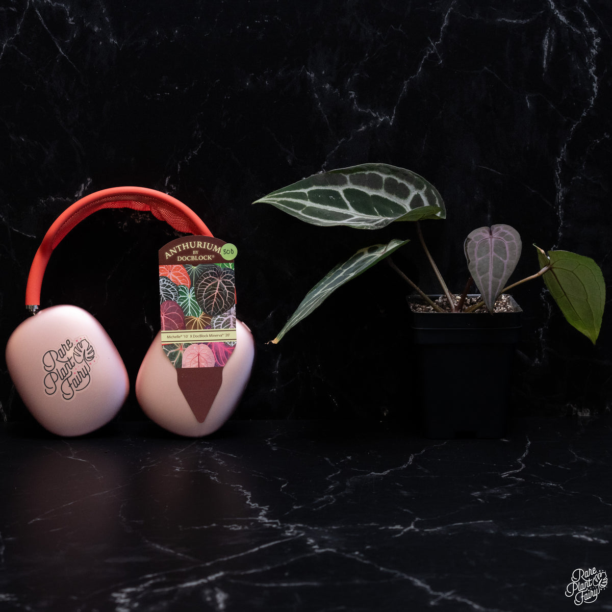 Anthurium Michelle '10' x Minerva '20' by DocBlock® *Purple Vein Emerg – Rare Plant Fairy