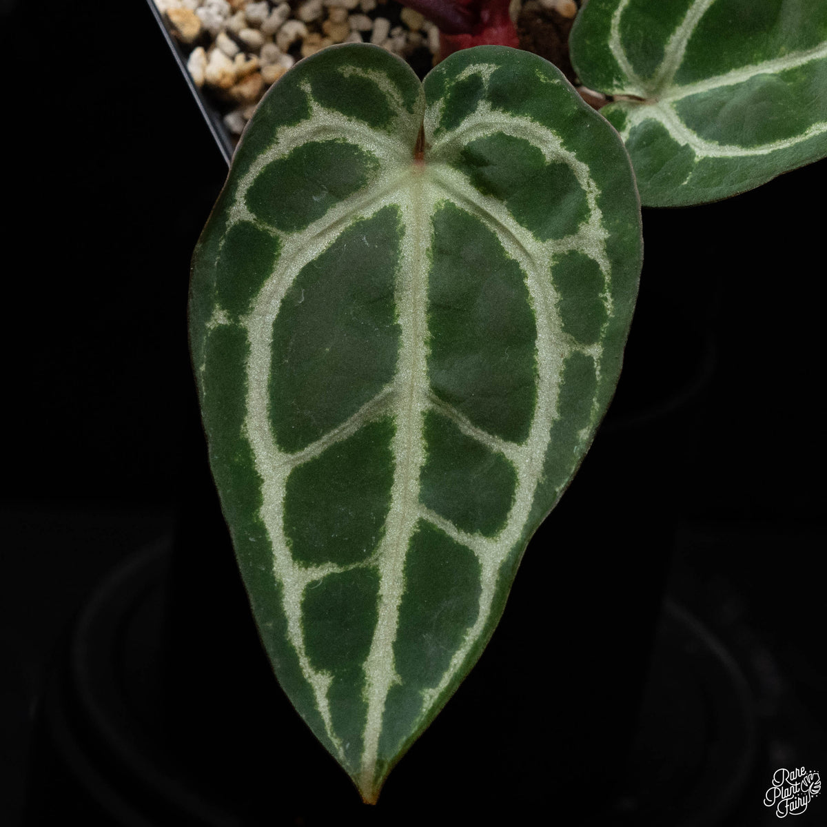 Anthurium Michelle '10' x Minerva '20' by DocBlock® (wk8-I) *pink vein – Rare Plant Fairy