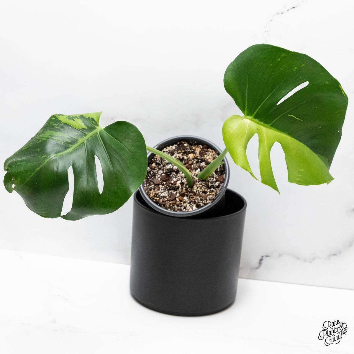 Monstera Deliciosa 'Lime Light' (wk44-J) – Rare Plant Fairy