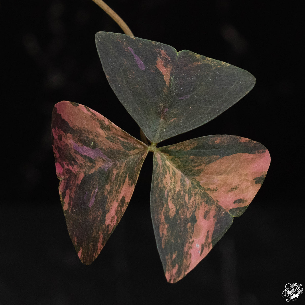 Oxalis triangularis variegated (wk13-A) – Rare Plant Fairy