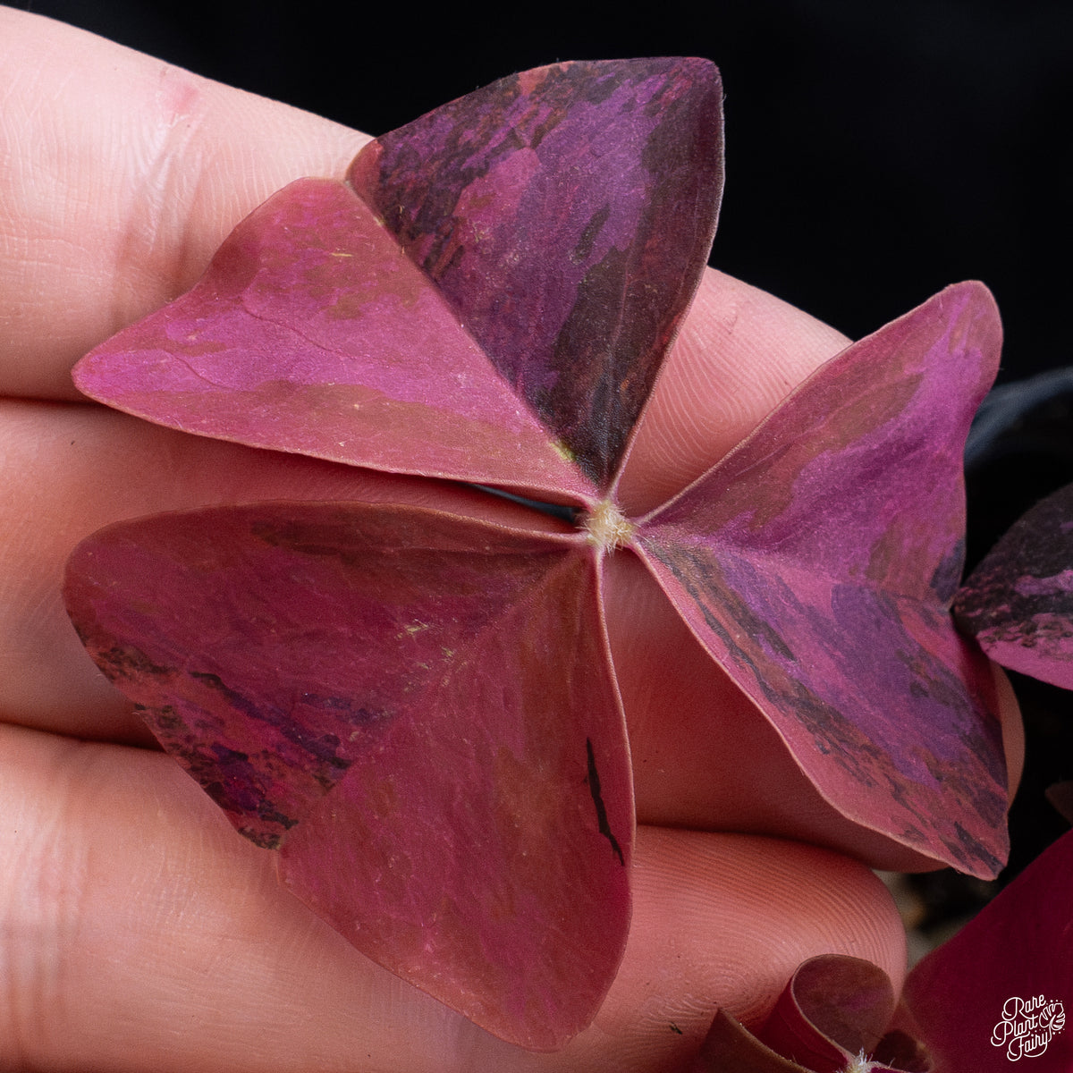 Oxalis triangularis variegated (wk25-D) – Rare Plant Fairy