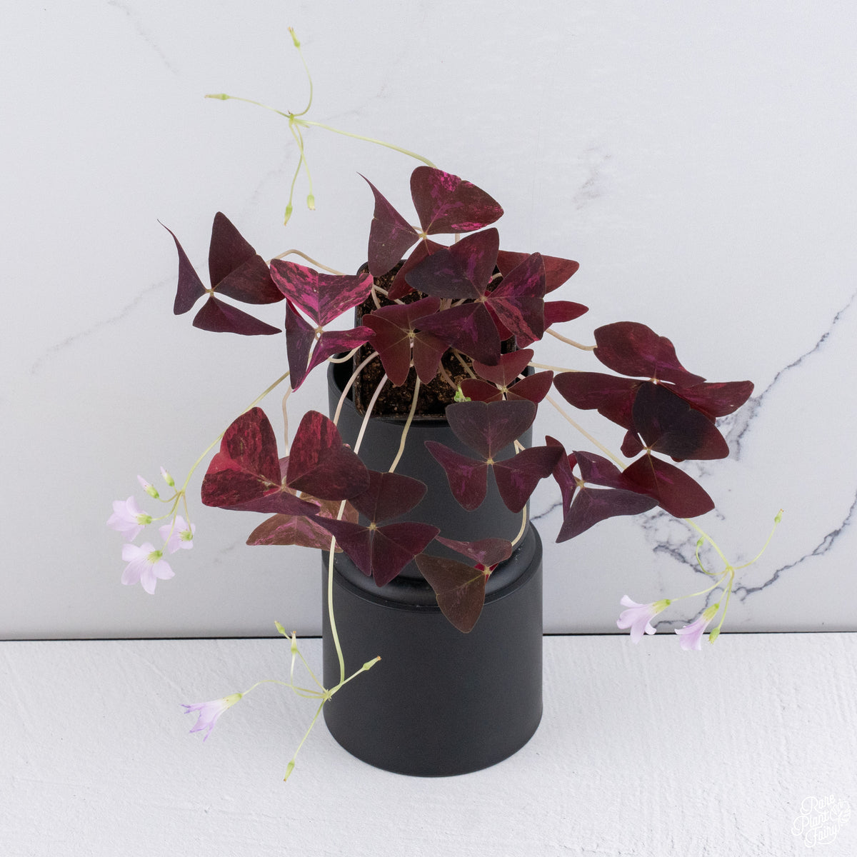 Oxalis Triangularis Variegated (wk29-H) – Rare Plant Fairy