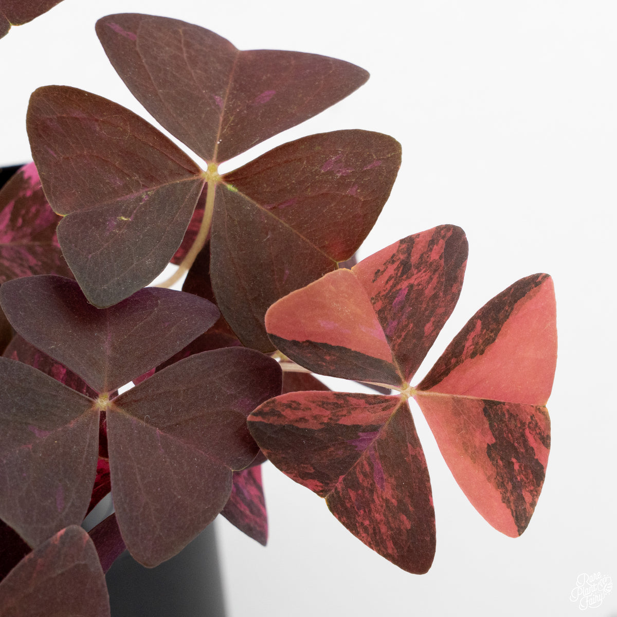 Oxalis Triangularis Variegated (wk30-Q) – Rare Plant Fairy