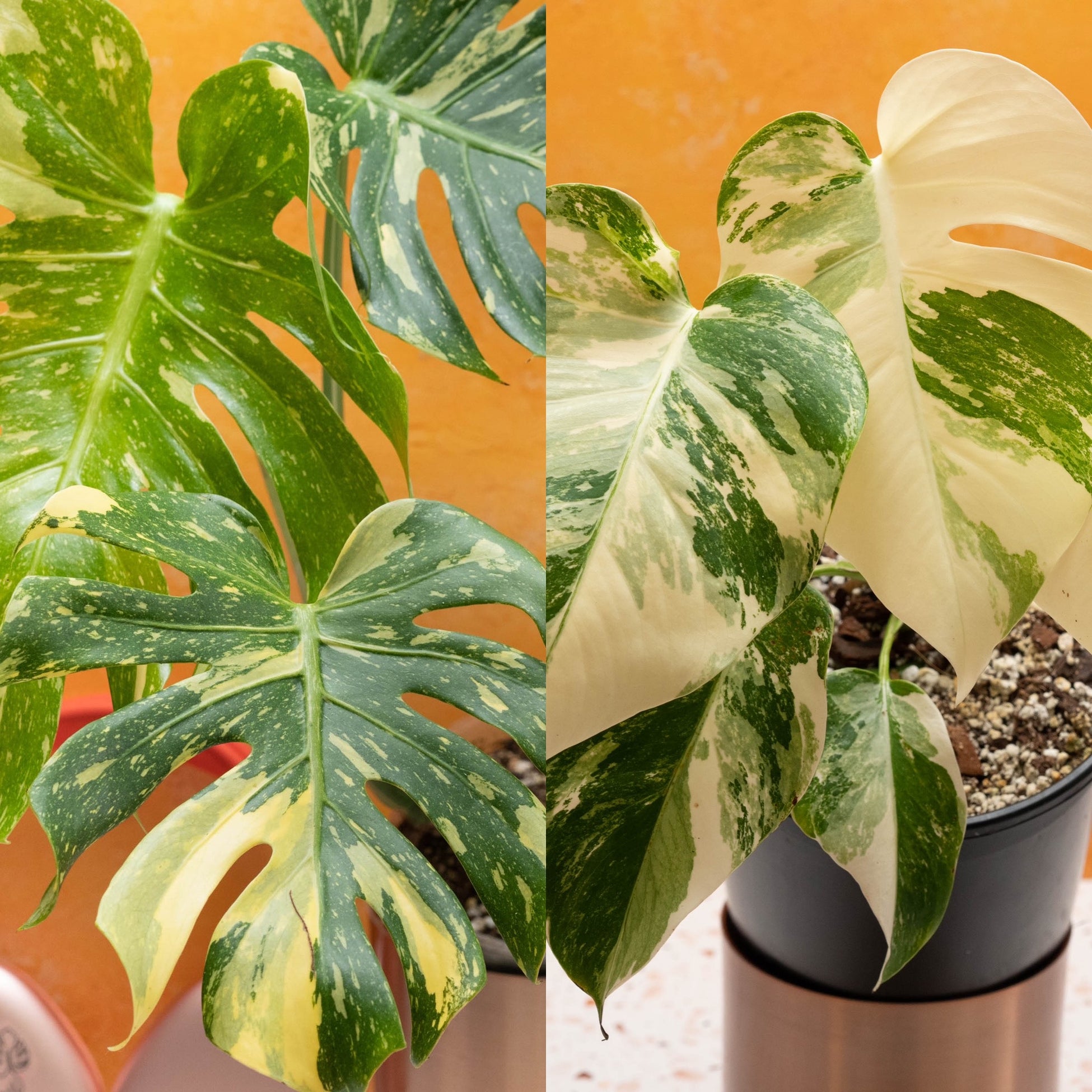 Exploring the Magic of Monsteras: Thai Constellation vs Albo Variegata ...