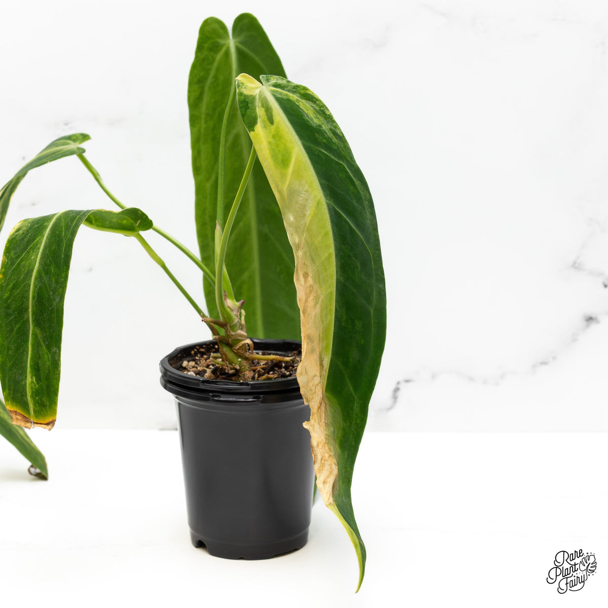 Why Variegated Leaves Brown, Crisp or Burn and What Your Plant Is Tell ...