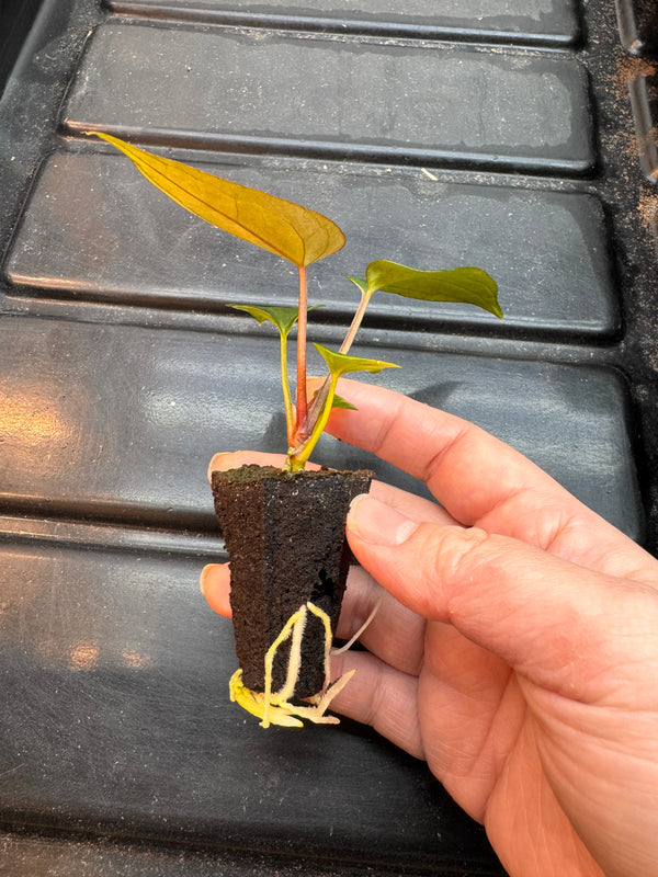 Propagation Plugs Aren’t “Death Plugs” and They Actually Support Healt ...