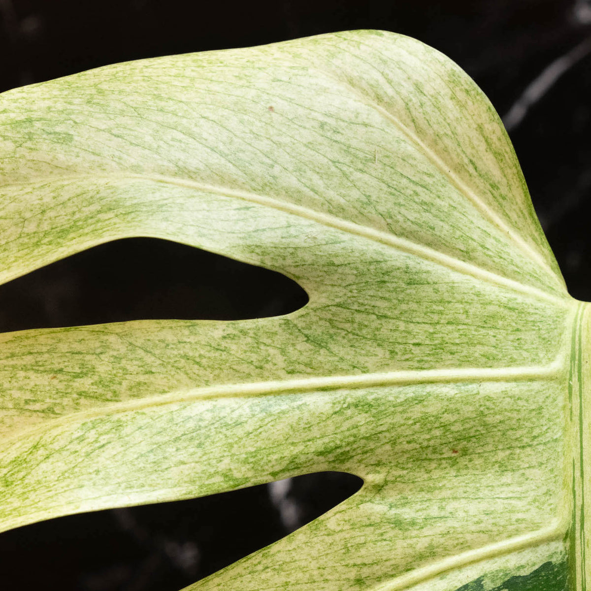 Monstera – Rare Plant Fairy