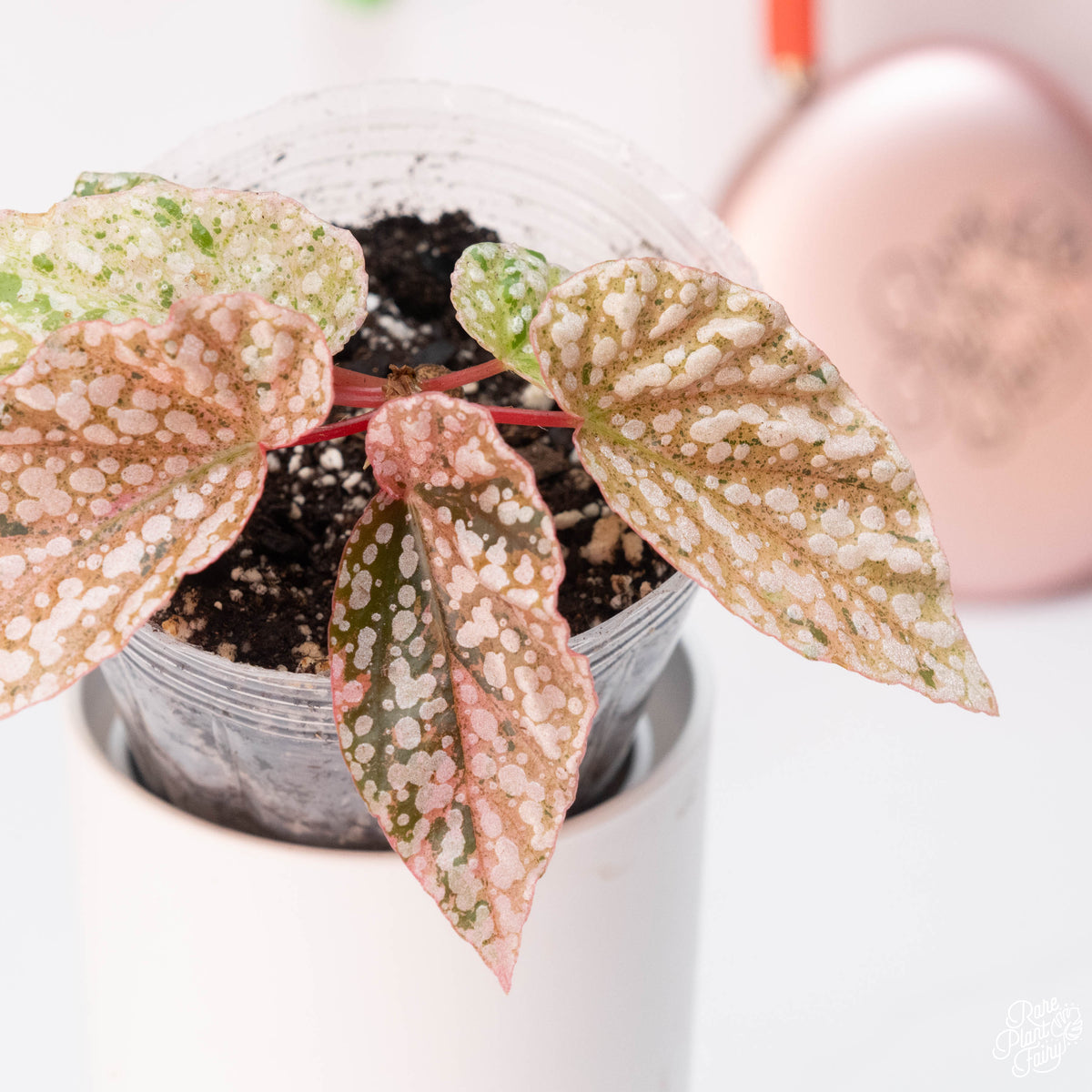 Begonia – Rare Plant Fairy