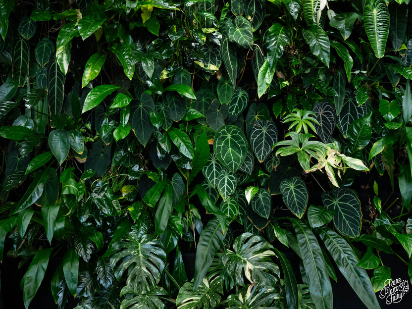 Anthuriums by DocBlock – Rare Plant Fairy