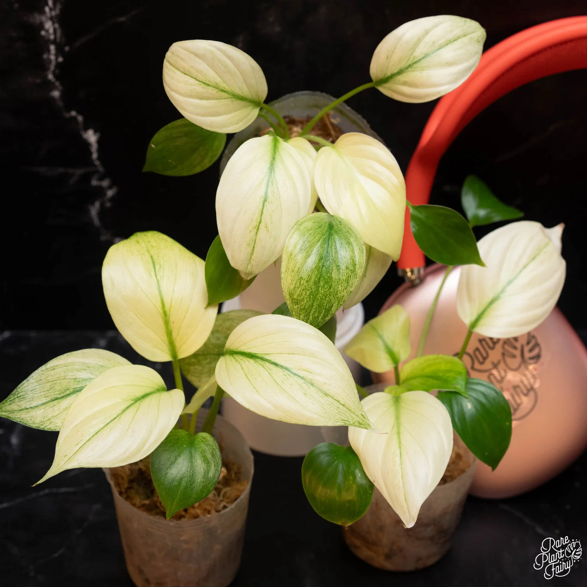 Baby Plants – Rare Plant Fairy