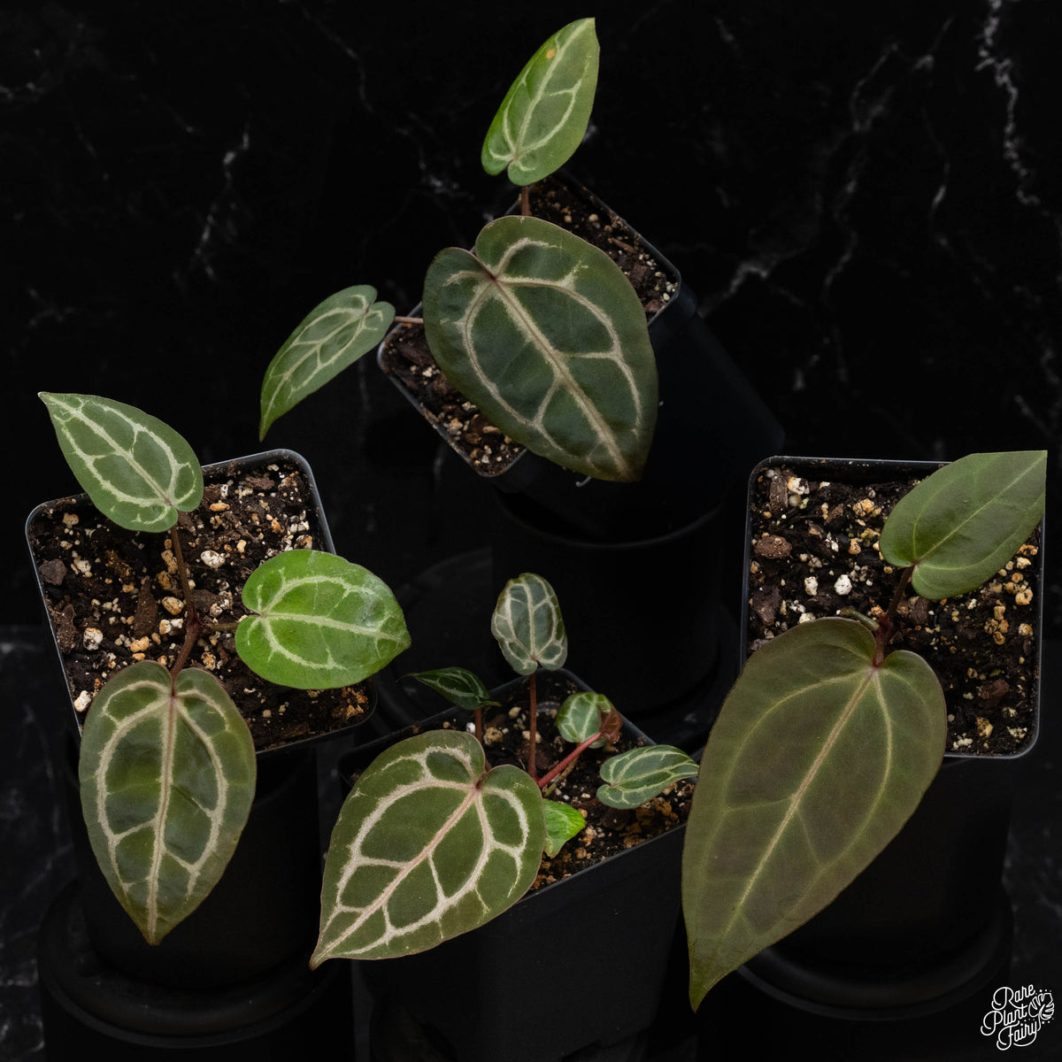 Anthurium Zara '33' x Zara '29' by DocBlock ® *Grower's Choice* – Rare ...