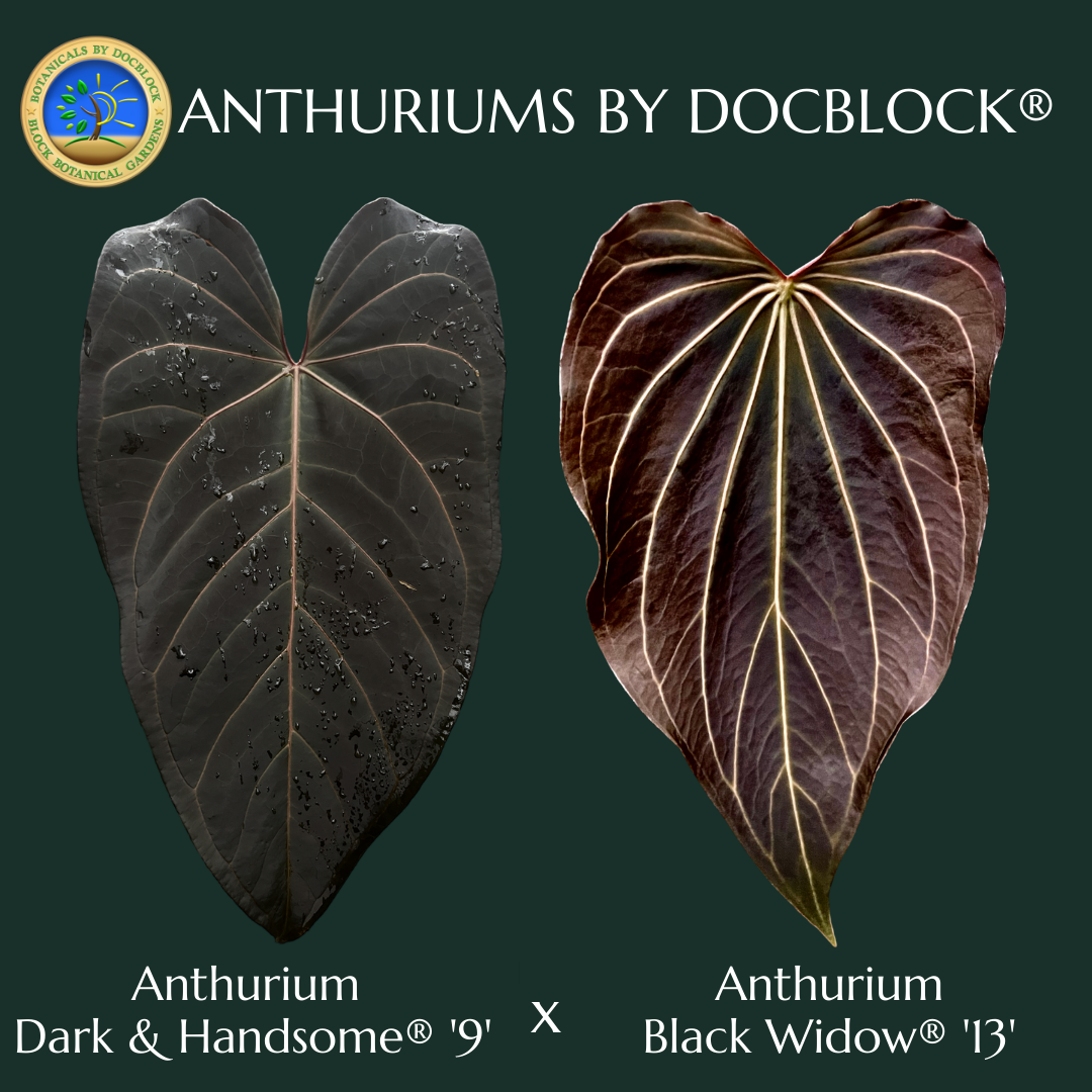 Anthurium Dark & Handsome '9' x Black Widow '13' by DocBlock *Grower's – Rare Plant Fairy