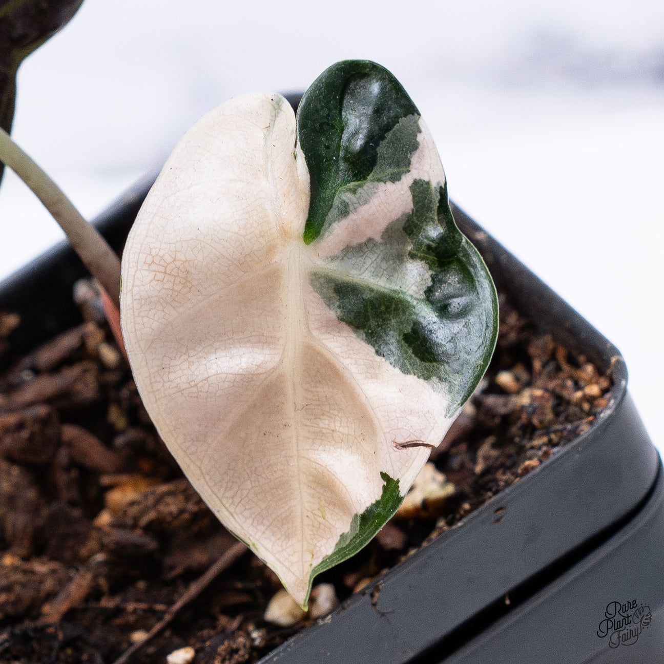 Alocasia – Rare Plant Fairy