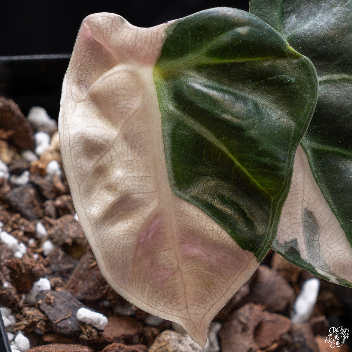 Alocasia 'Balloon Heart' Pink Variegated (wk28-T) – Rare Plant Fairy