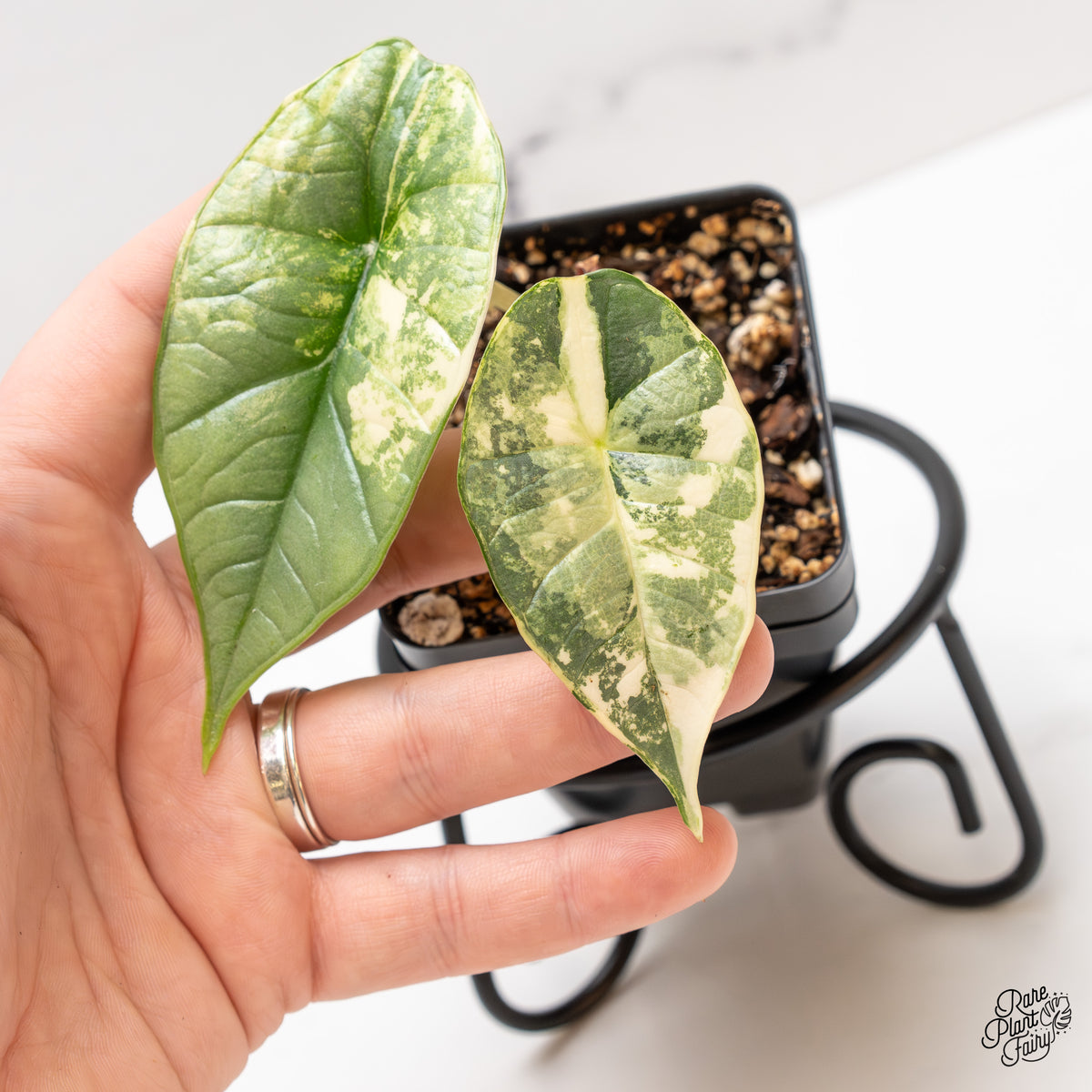 Alocasia 'Bisma Platinum' Albo Variegated (wk46-C) – Rare Plant Fairy