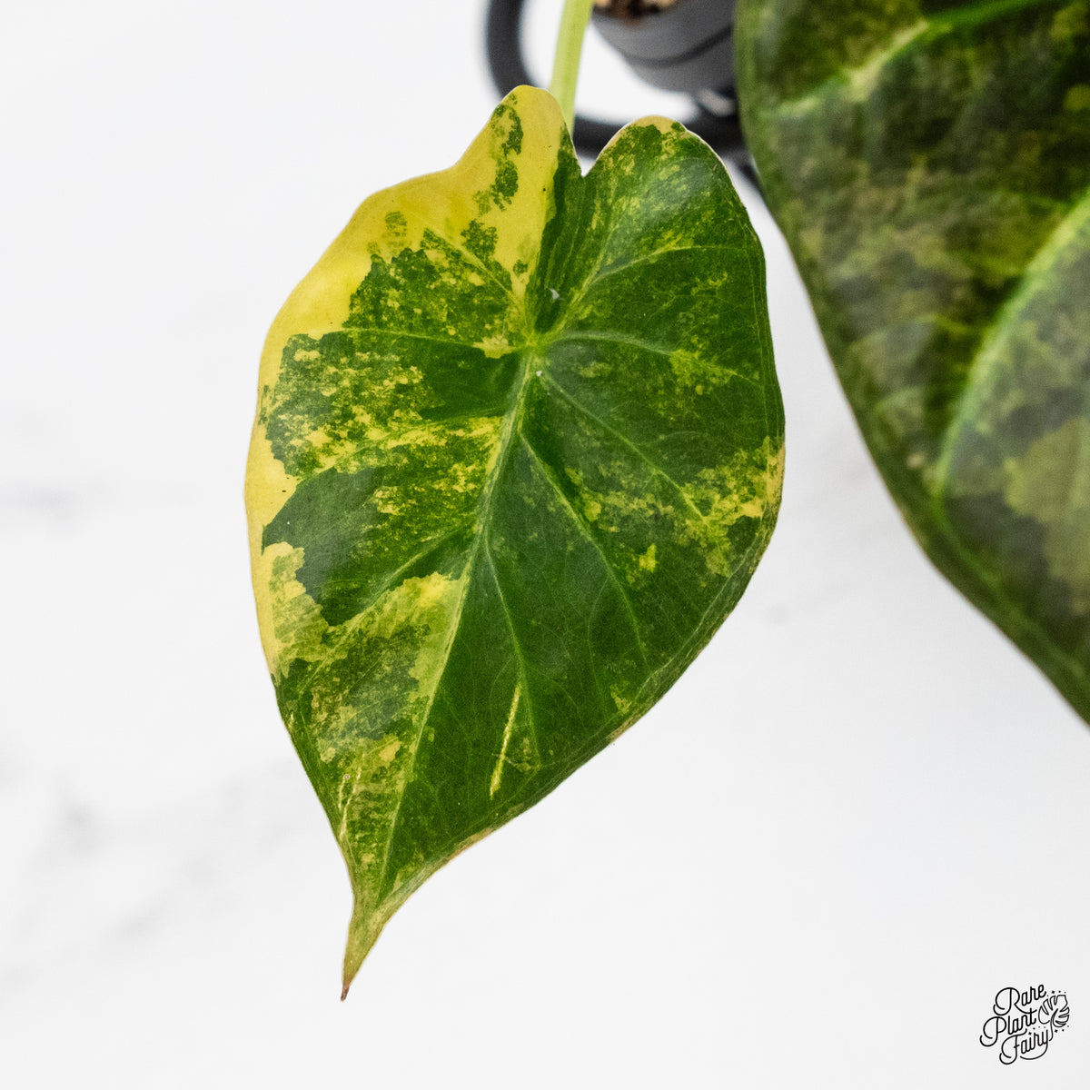 Alocasia 'Regal Shields' Aurea Variegated (wk49-C) – Rare Plant Fairy