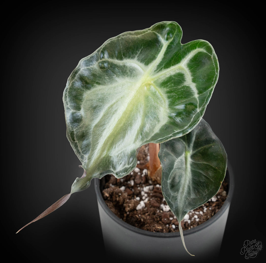 Alocasia 'Venom' *Grower's Choice* – Rare Plant Fairy