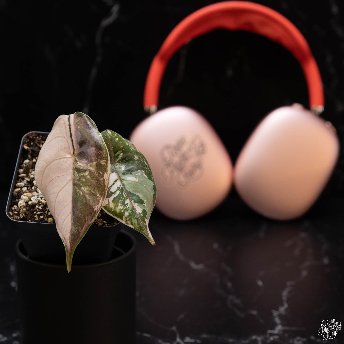 Alocasia azlanii pink variegated *Grower's choice* – Rare Plant Fairy