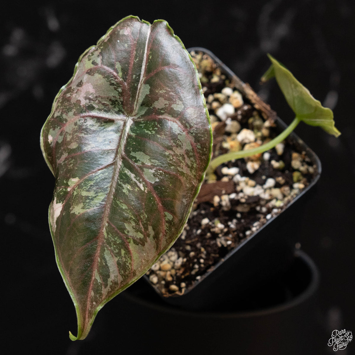 Alocasia azlanii pink variegated *Grower's choice* – Rare Plant Fairy