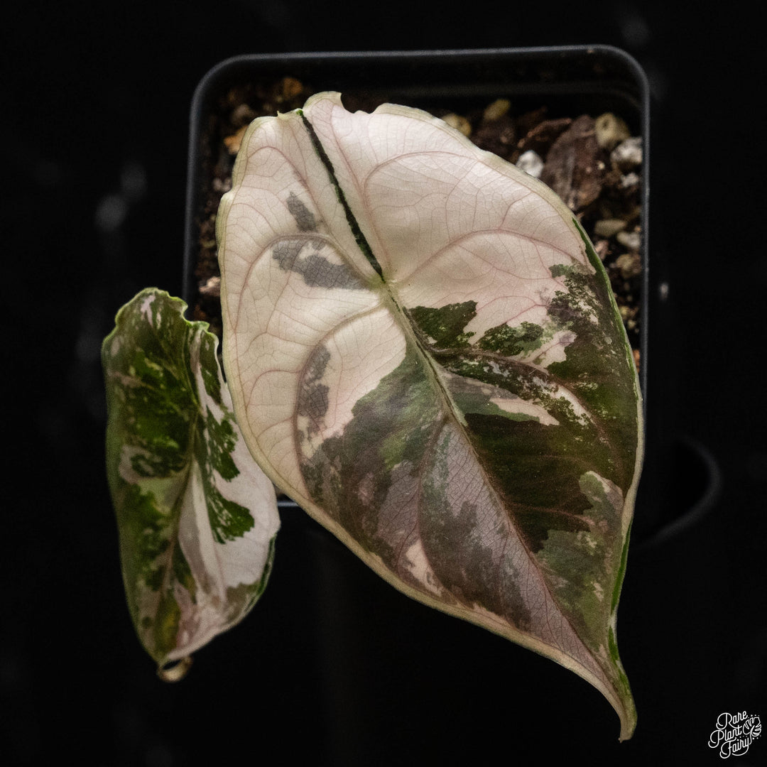 On Sale – Rare Plant Fairy