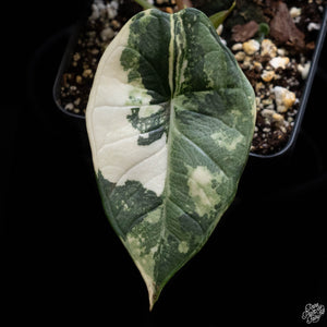 On Sale – Rare Plant Fairy
