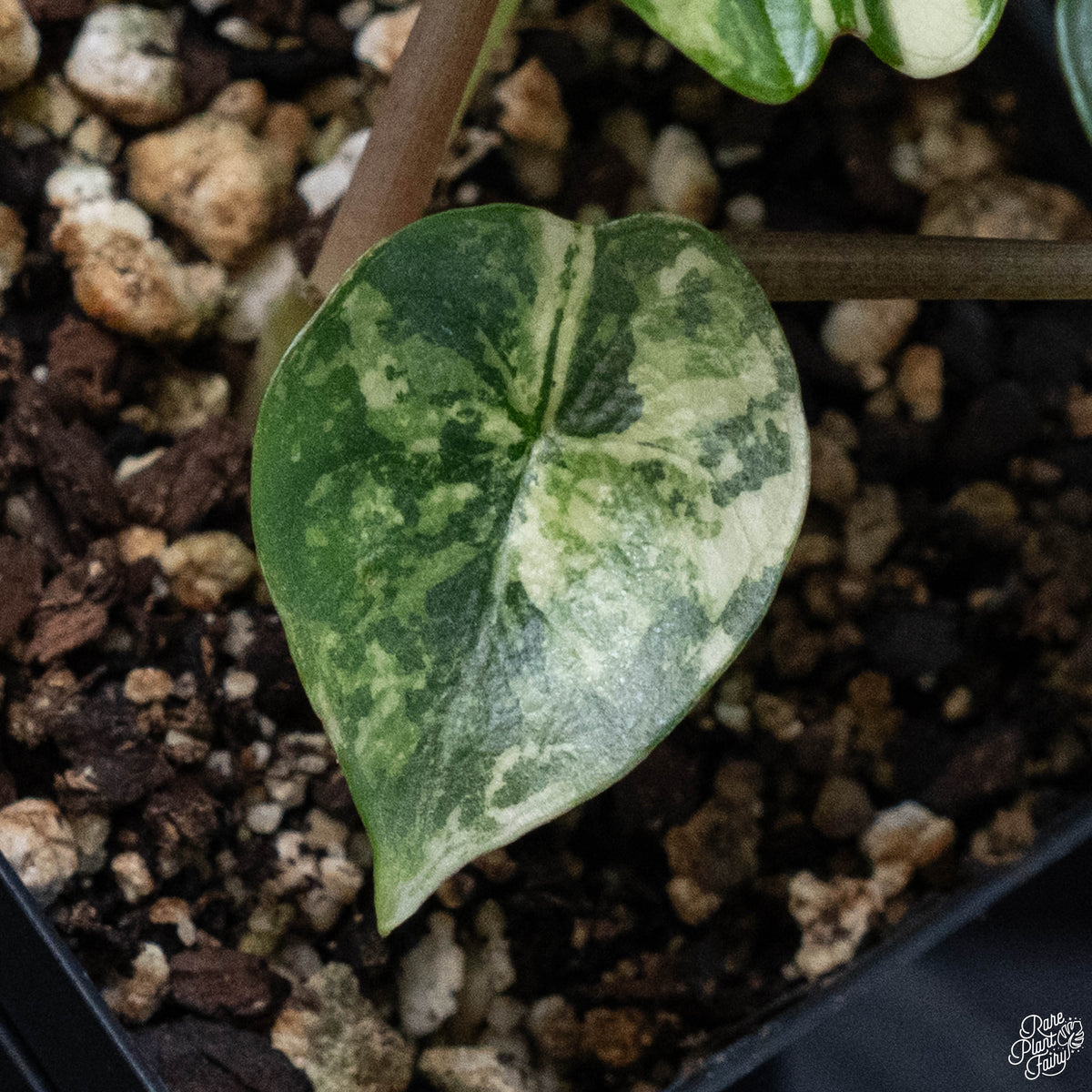 Alocasia bisma sp. 'Platinum' albo variegated (wk18-Y) – Rare Plant Fairy