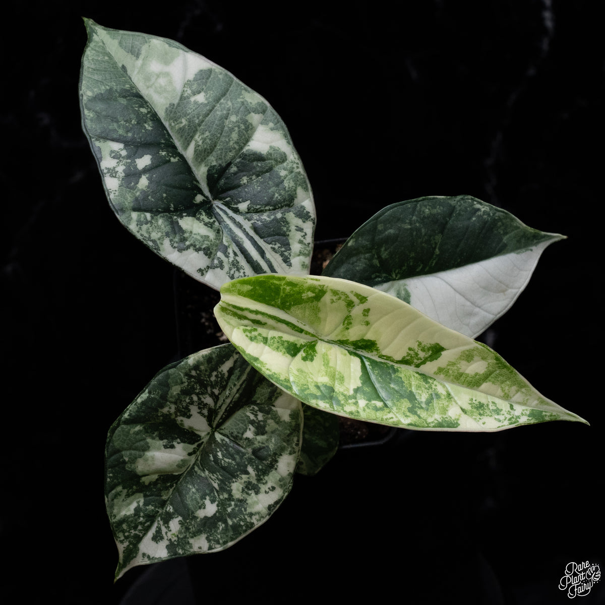 Alocasia Bisma sp. 'Platinum' Albo Variegated (wk31-O) – Rare Plant Fairy