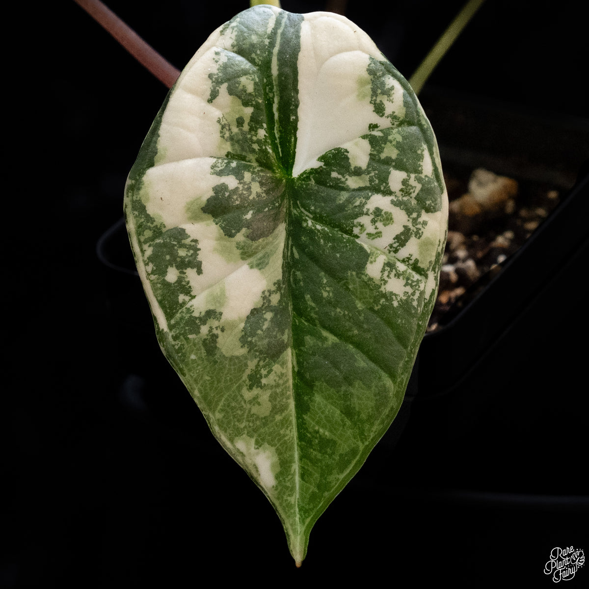 Alocasia Bisma sp. 'Platinum' Albo Variegated (wk26-Y) – Rare Plant Fairy