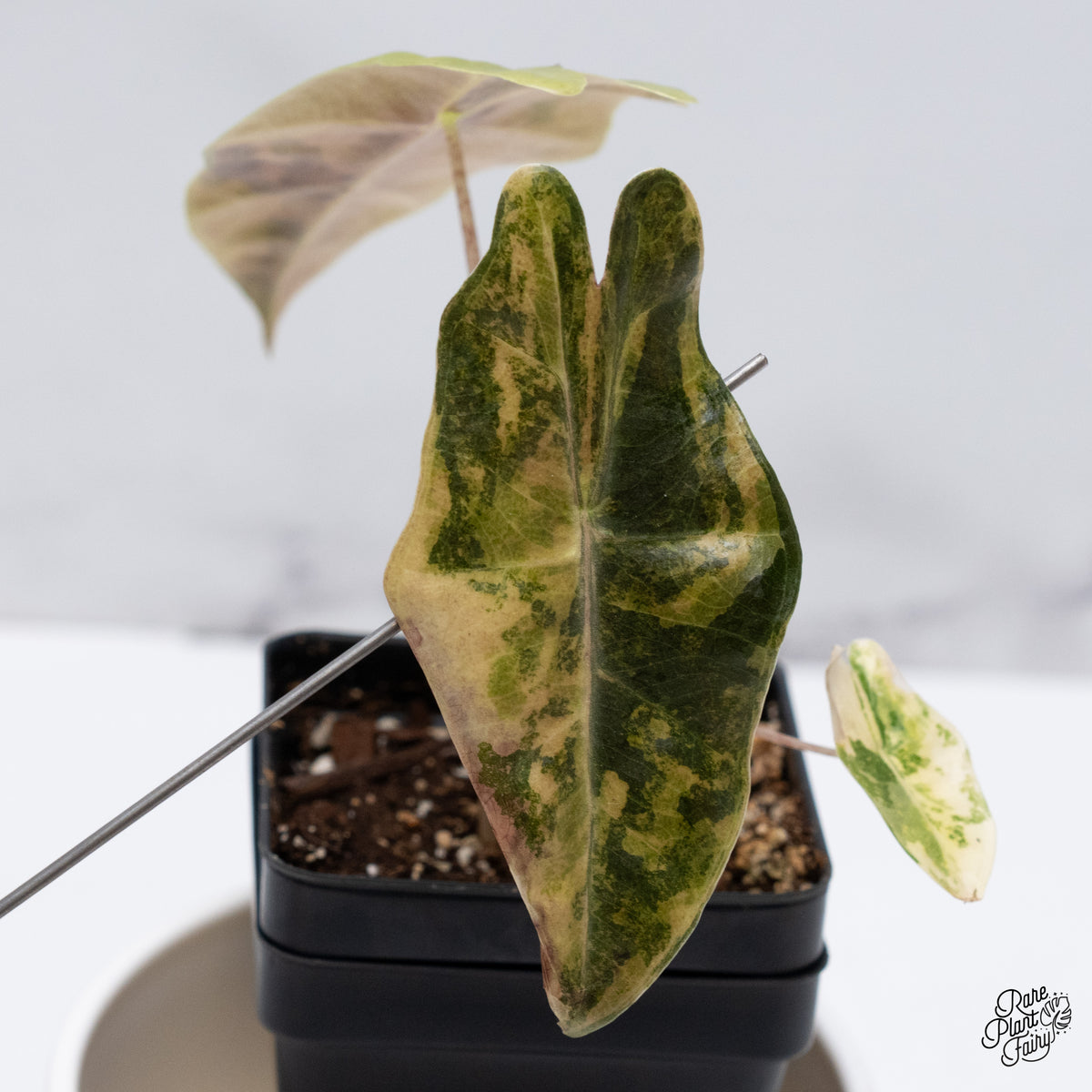 Alocasia Sanderiana Aurea Variegated (aka. Pseudosanderiana) (wk35-F ...