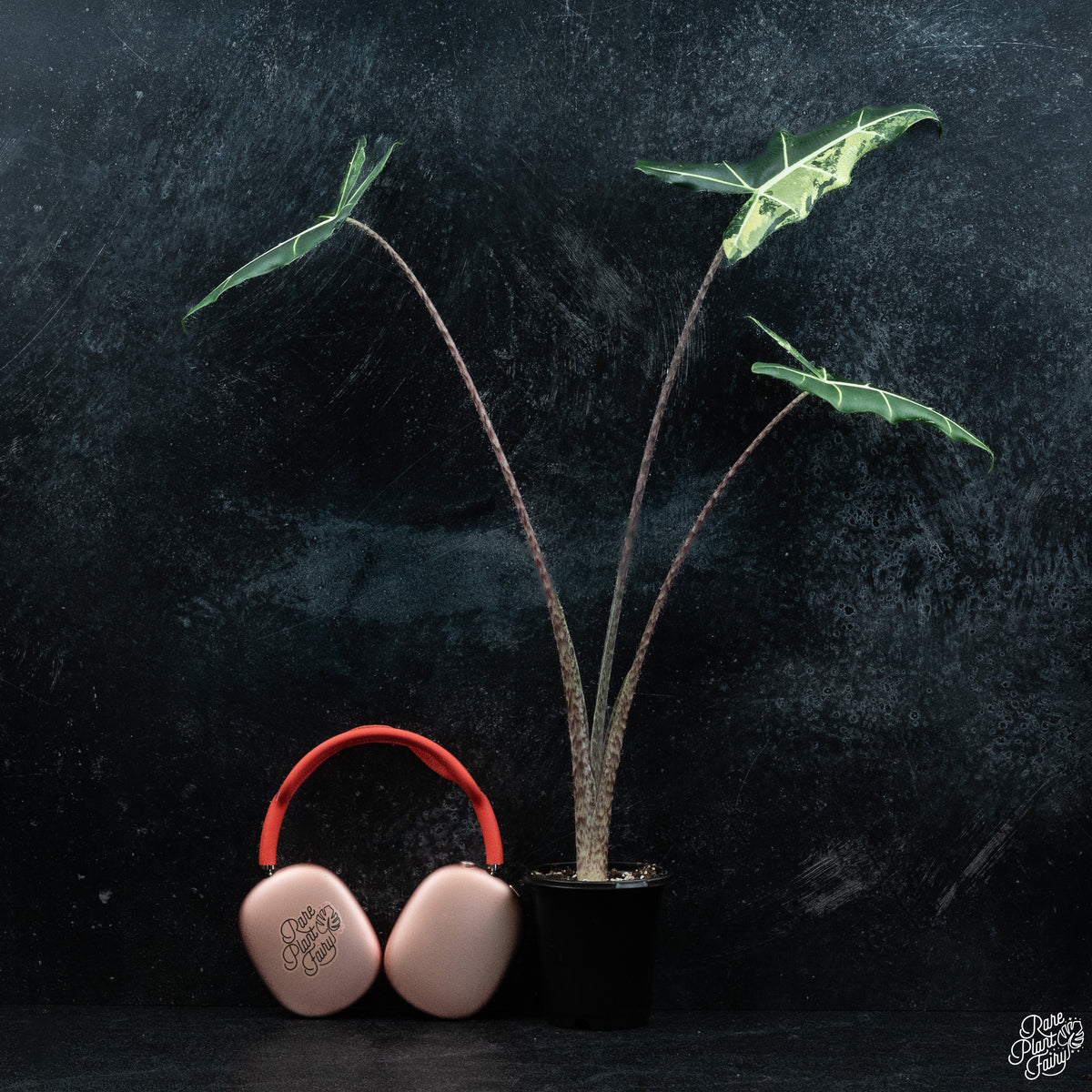 Alocasia sarian albo variegated (wk24-R) – Rare Plant Fairy