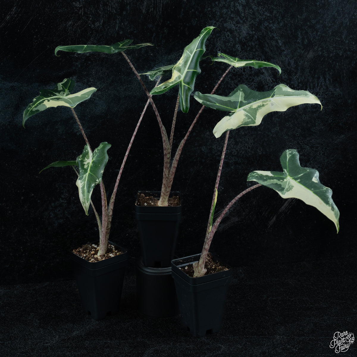 Alocasia sarian albo variegated *Grower's choice* – Rare Plant Fairy
