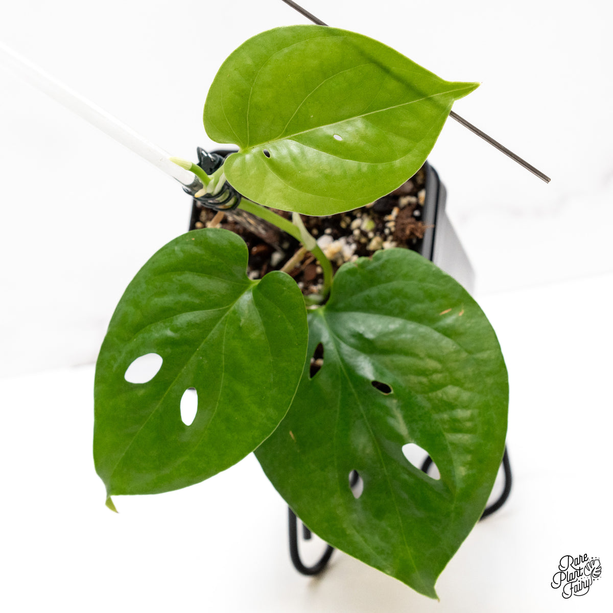 Amydrium sp. NOID (wk41-N) – Rare Plant Fairy