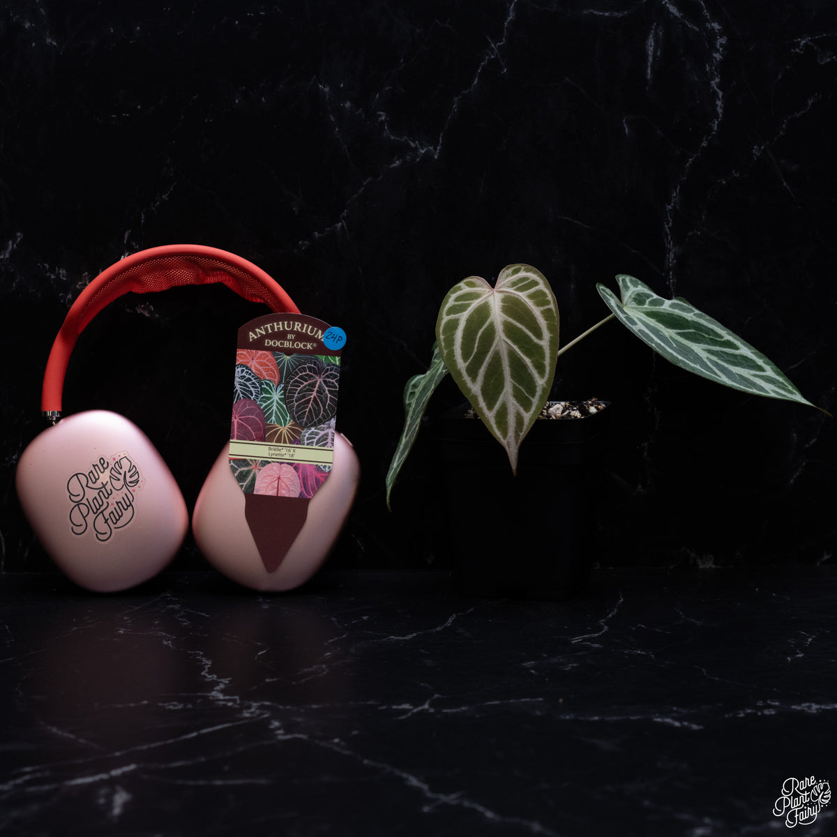 Anthurium DocBlock Briëlle '16' x Lynette '18' by DocBlock® *Very Silv ...