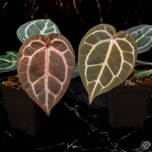 Anthuriums by DocBlock – Rare Plant Fairy