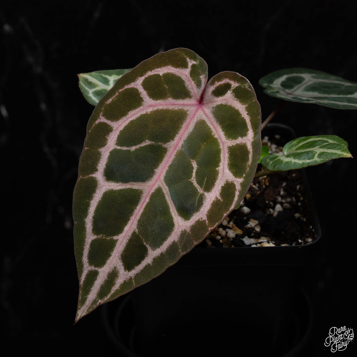 Anthurium Zara '33' x Home, Sweet Home '32' by DocBlock® *Grower's cho ...