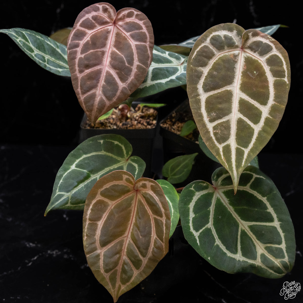 Anthurium Orange '26' x DocBlock Red Crystal '12' by DocBlock® *Grower ...