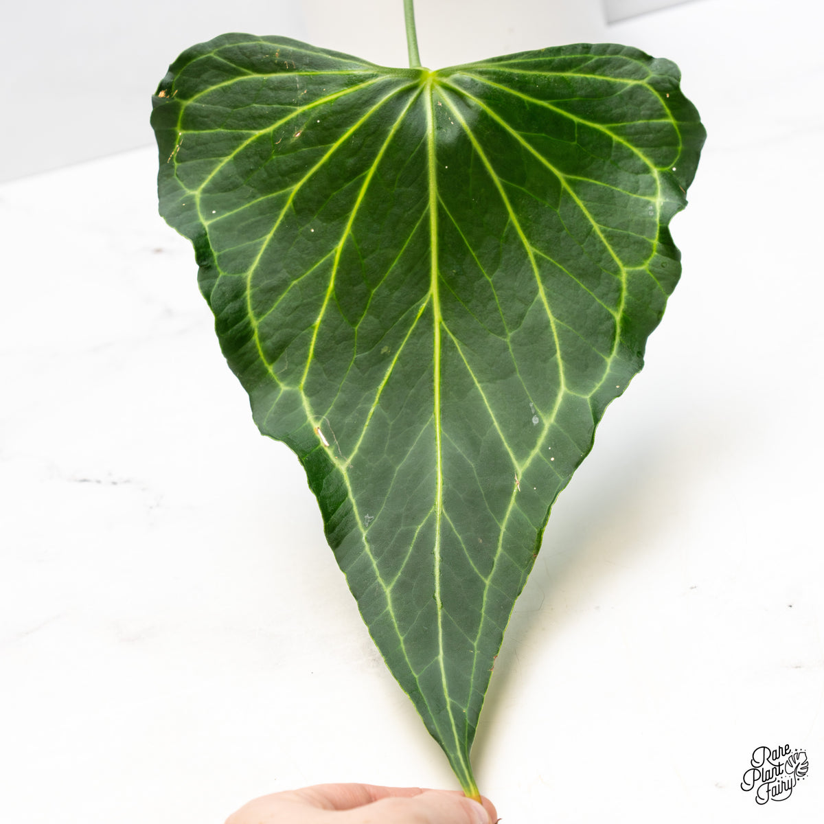 Anthurium 'Delta Force' (wk46-R) – Rare Plant Fairy