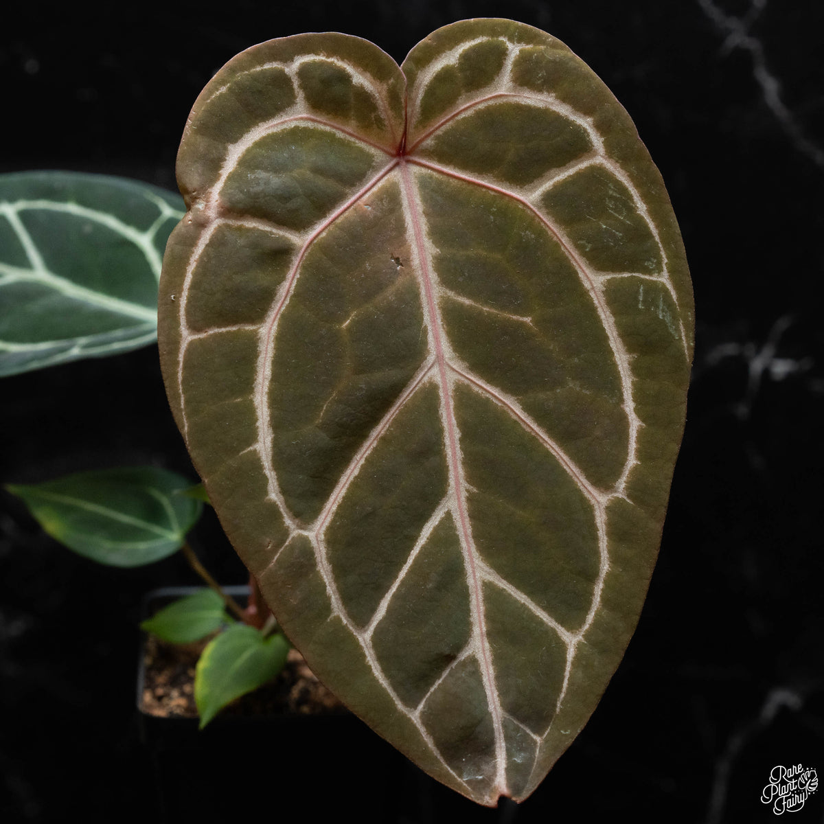 Anthurium Orange '26' x DocBlock Red Crystal '12' by DocBlock® *Grower ...