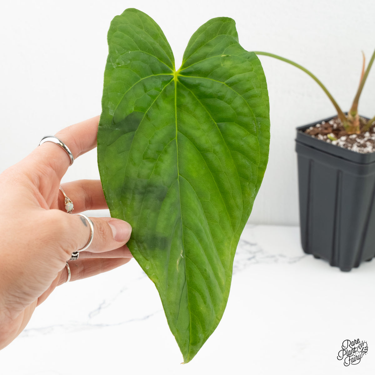 Anthurium Papillilaminum x Rugulosum ('Canal Queen') by Jay Vannini (w ...