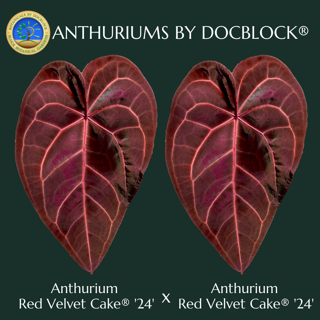 Anthuriums by DocBlock – Rare Plant Fairy