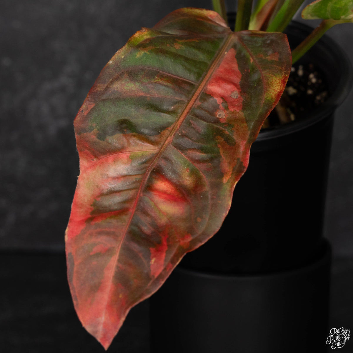 Anthurium renaissance pink variegated (wk4-A) *Exceptional Color ...