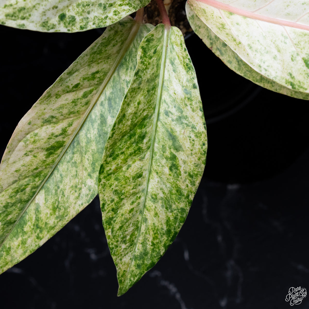 Anthurium renaissance pink variegated *Pink Vein Emergent* (wk25-B ...