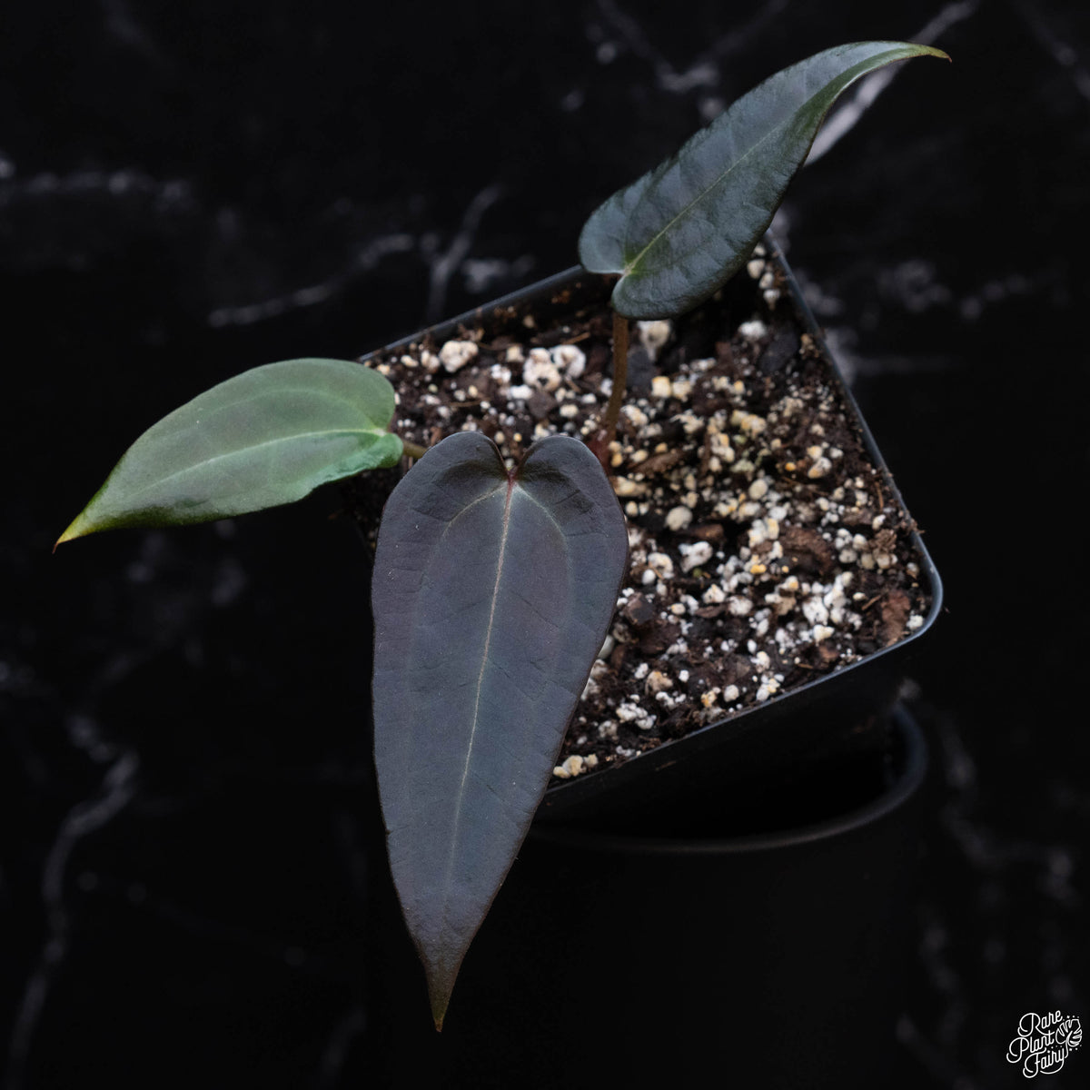Anthurium Red Velvet Cake '24' x Red Velvet Cake '24' by DocBlock® *Gr ...