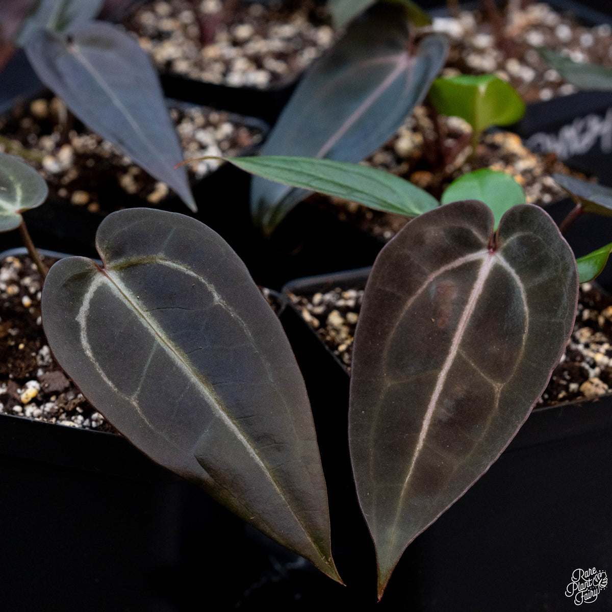 Anthurium Red Velvet Cake '24' x Red Velvet Cake '24' by DocBlock® *Gr ...